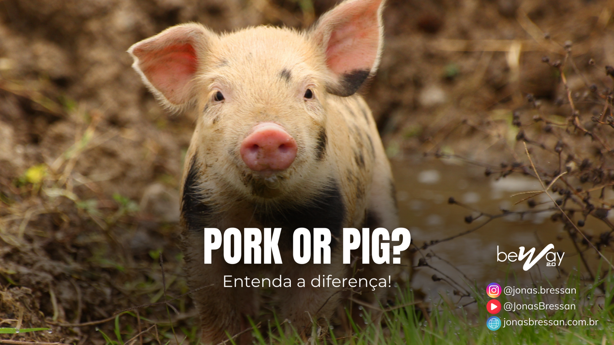 Qual a diferença entre "pork" e "pig"? - Blog do Jonas Bressan